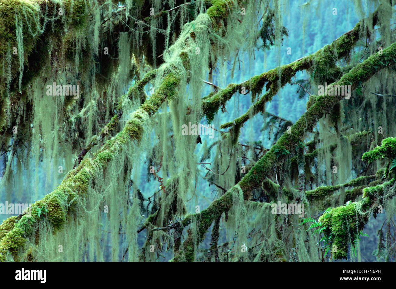 Moss covered branches in old growth rainforest, Tongass National Forest ...