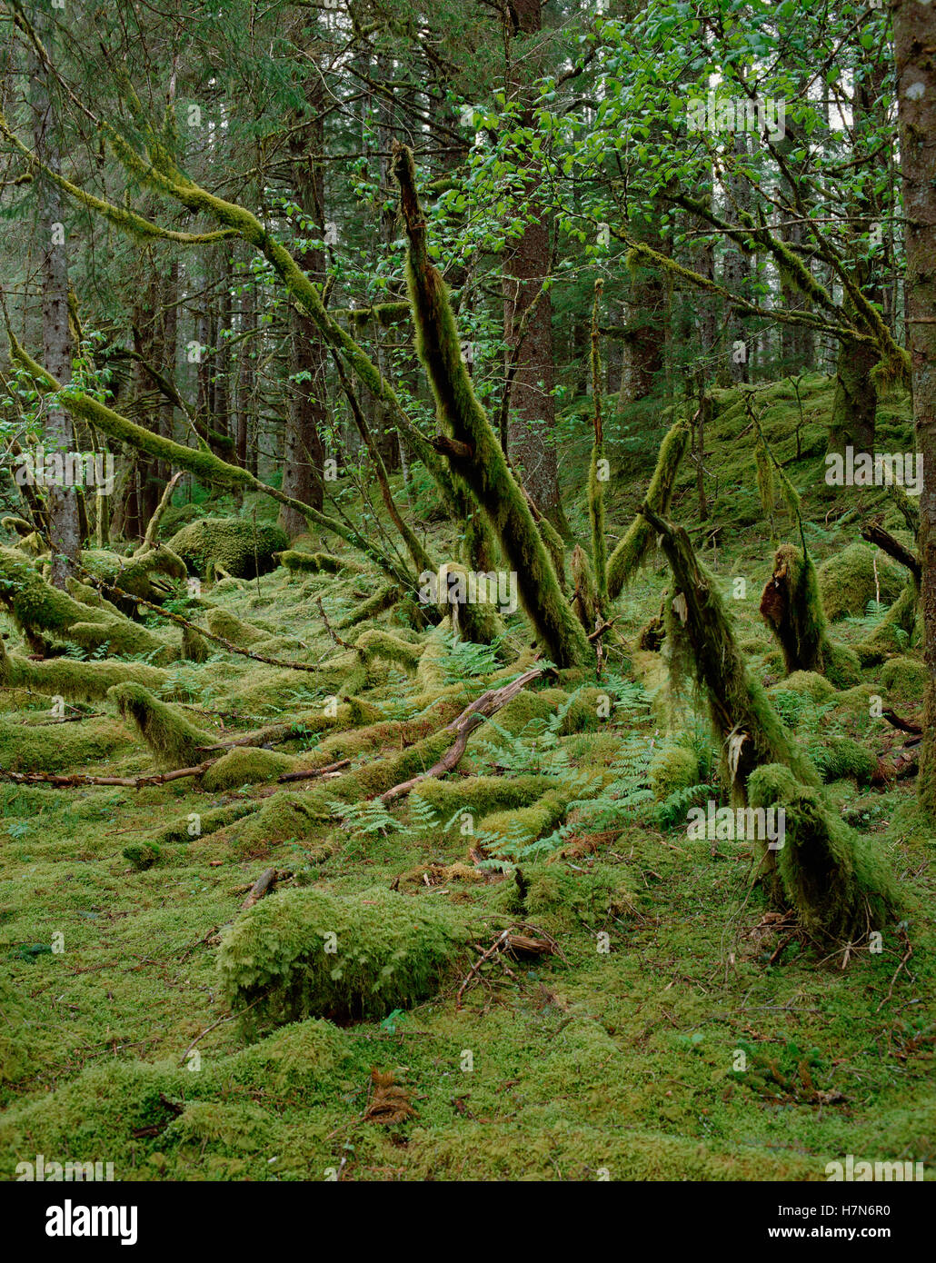 Temperate rainforest interior, Tongass National Forest, Alaska Stock ...