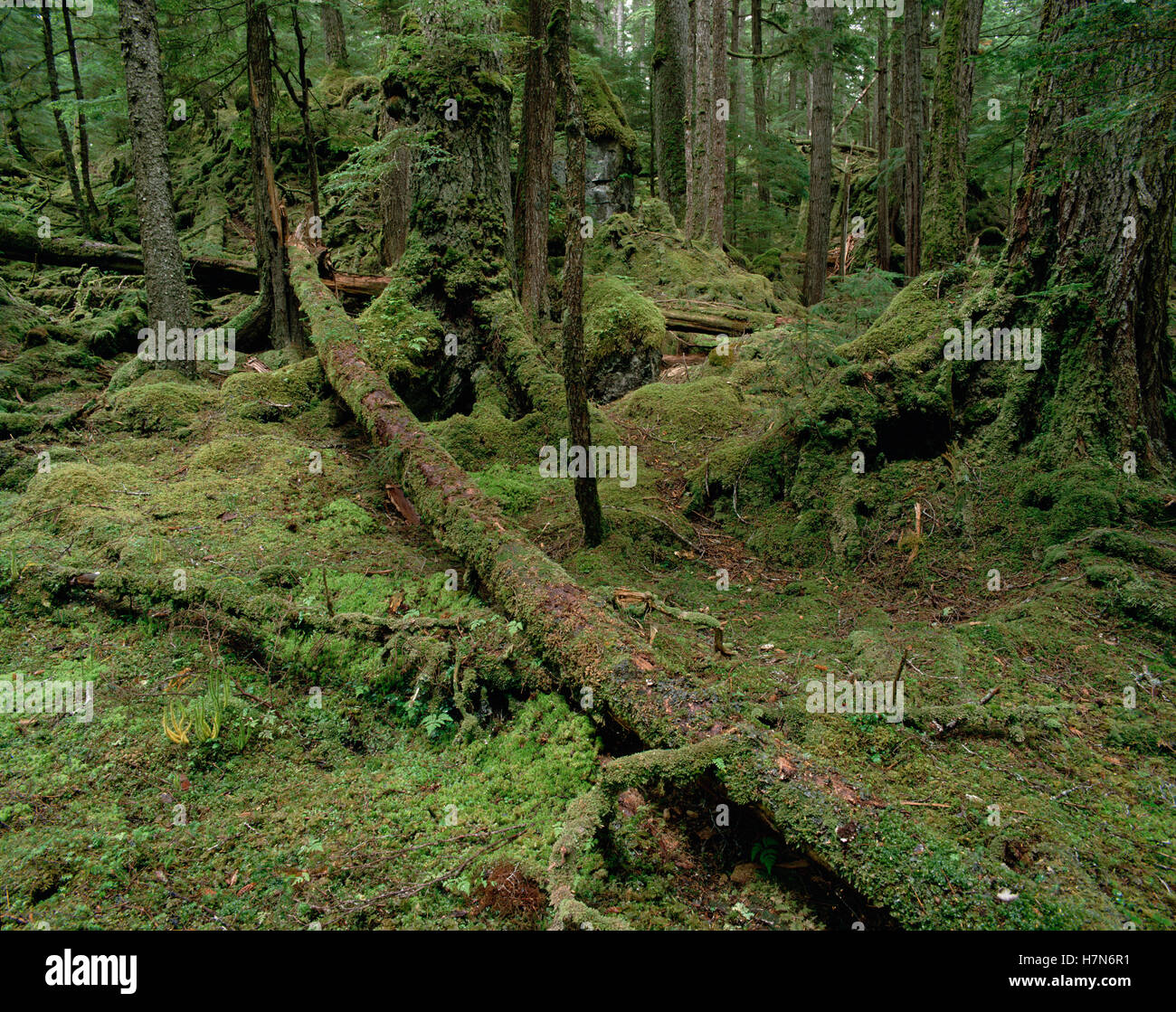 Temperate rainforest vegetation, Tongass National Forest, Alaska Stock ...