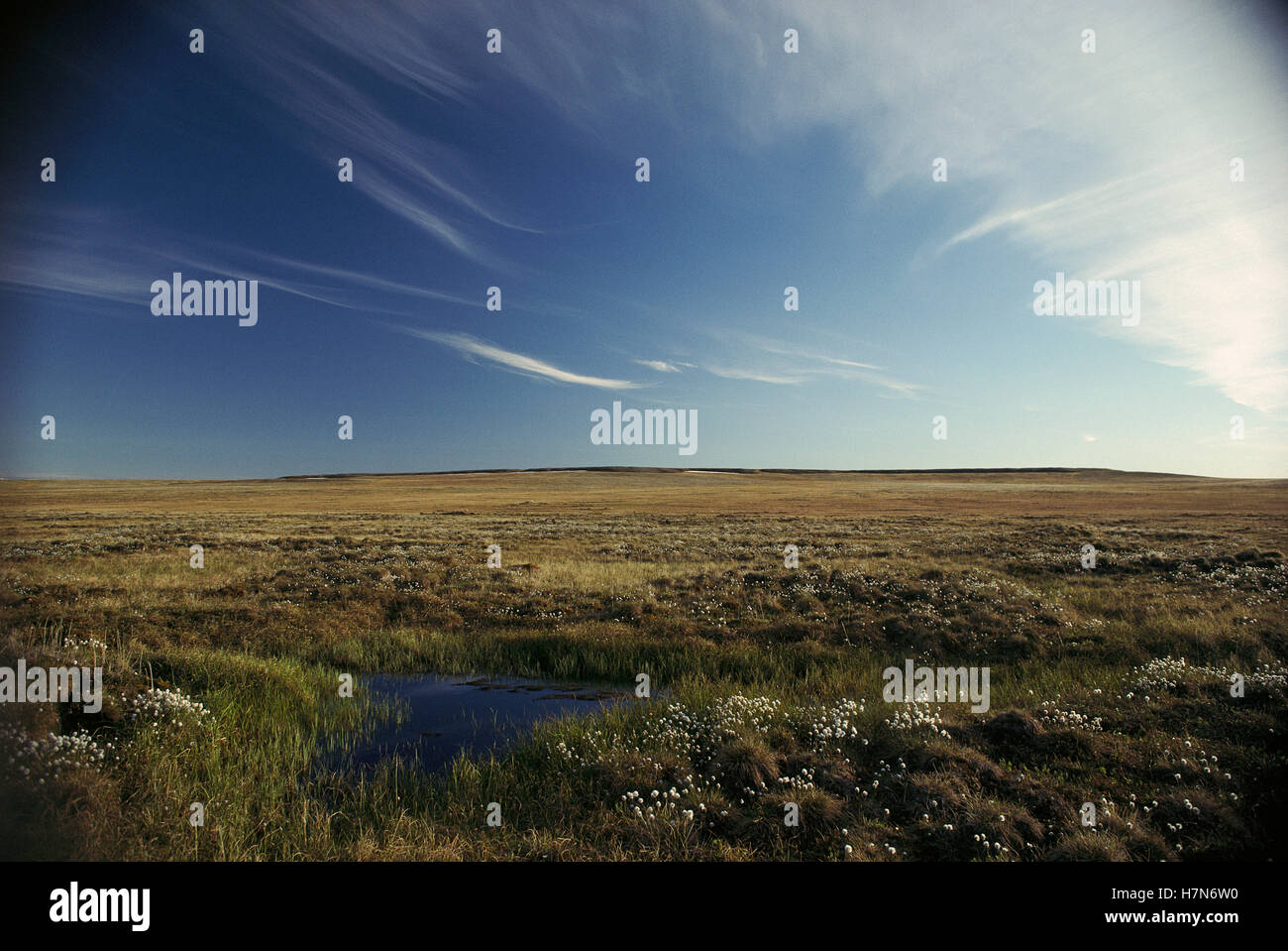 Tundra in spring, Arctic National Wildlife Refuge, Alaska Stock Photo ...