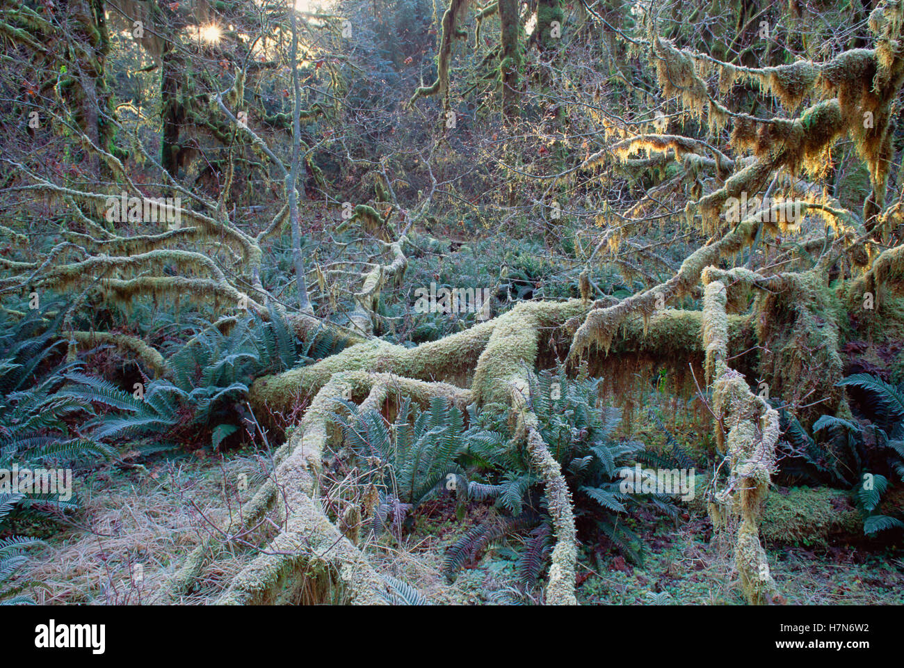 Temperate rainforest interior, Tongass National Forest, Alaska Stock ...
