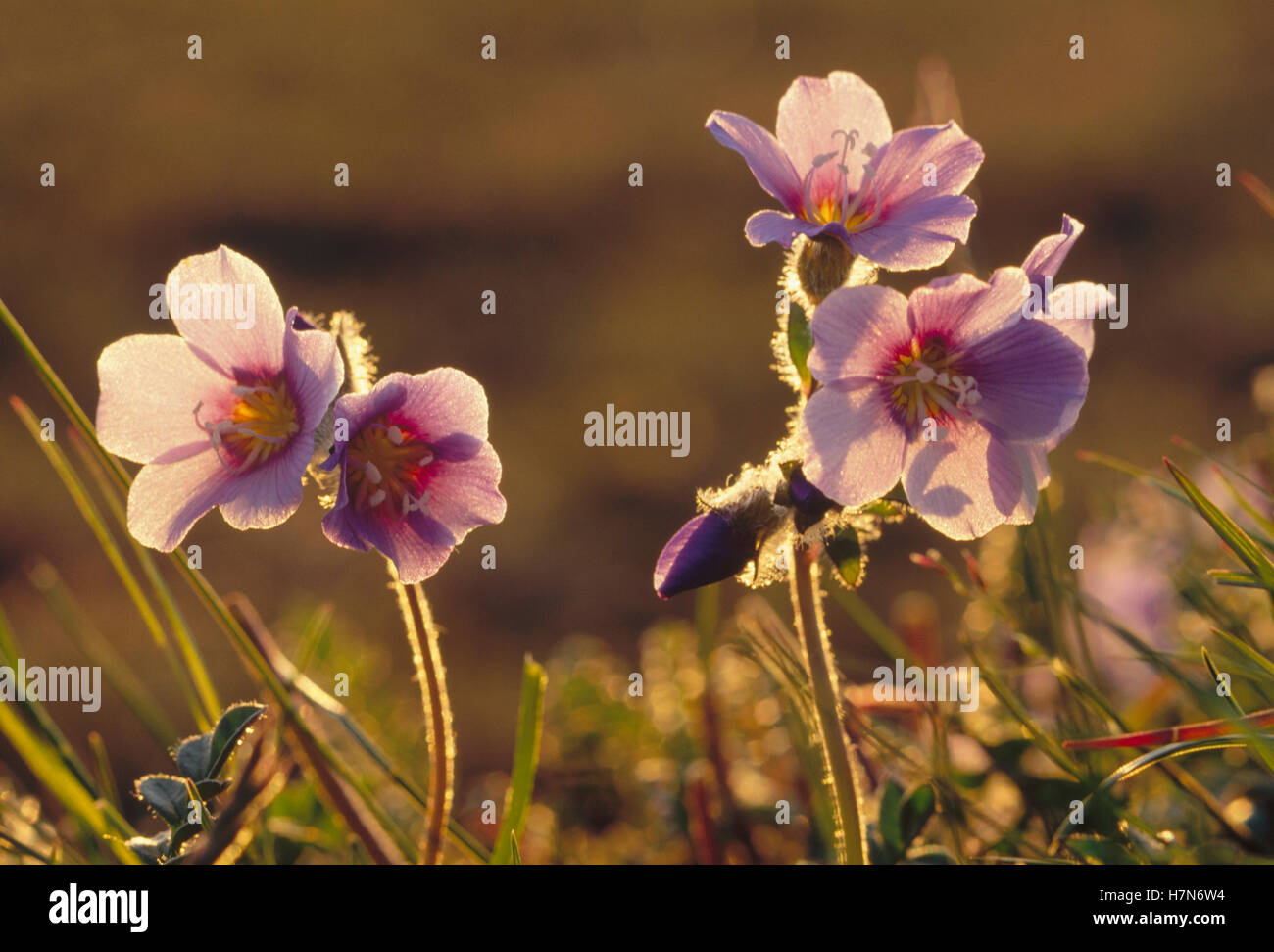Spring blooms, Alaska Stock Photo - Alamy