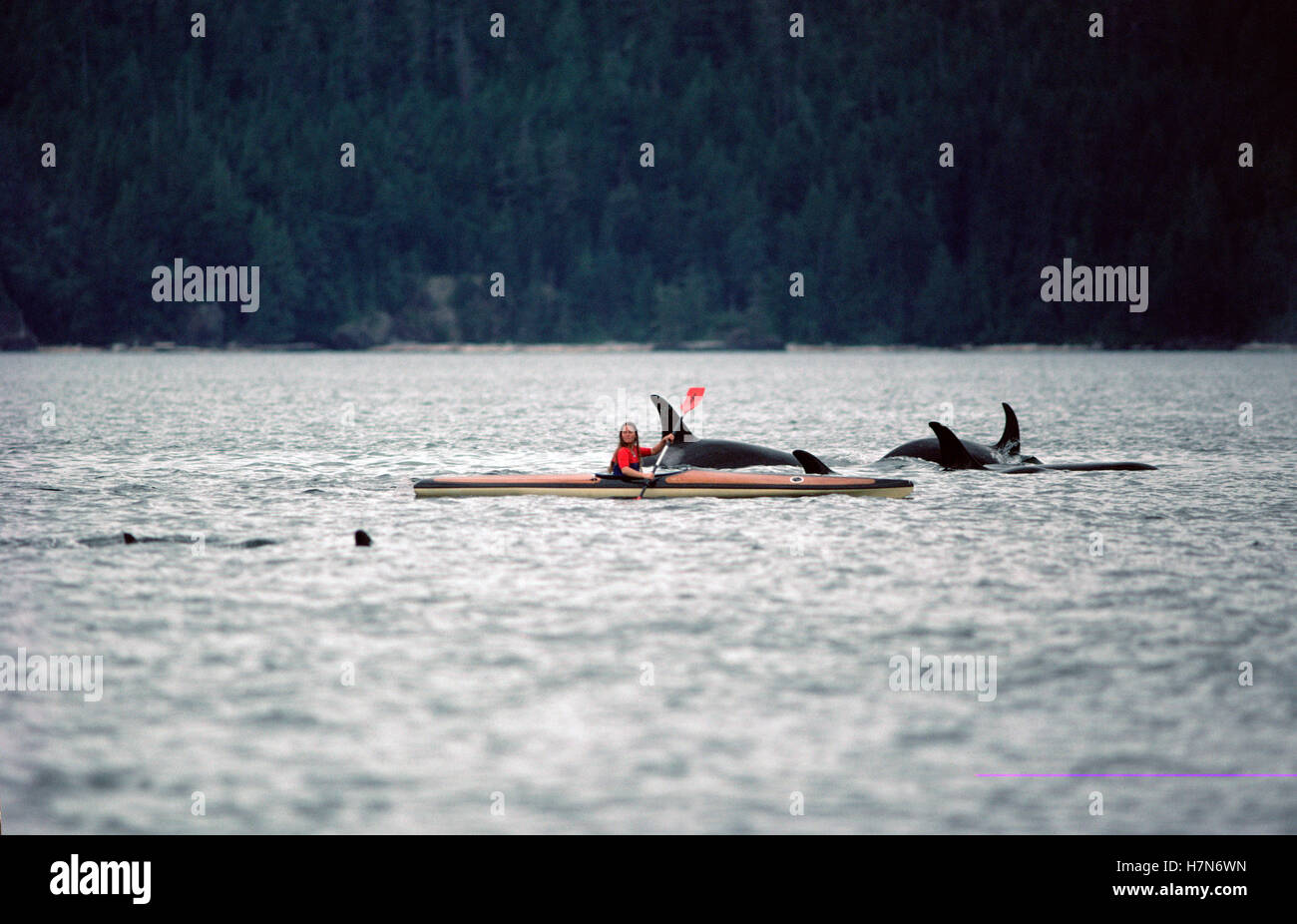 Orca (Orcinus orca) group surfacing around a kayaker, Alaska Stock ...