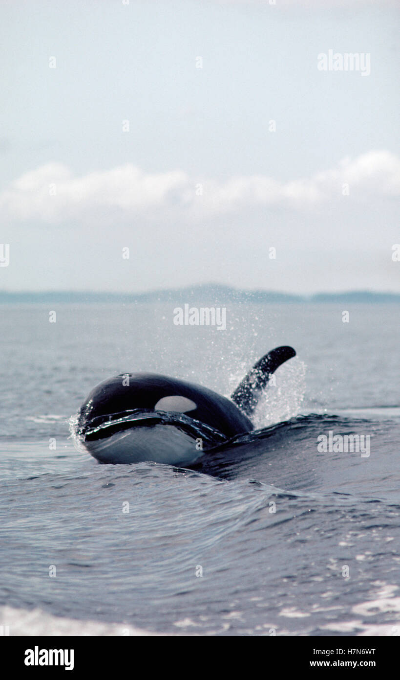 Orca (Orcinus orca) surfacing Stock Photo - Alamy