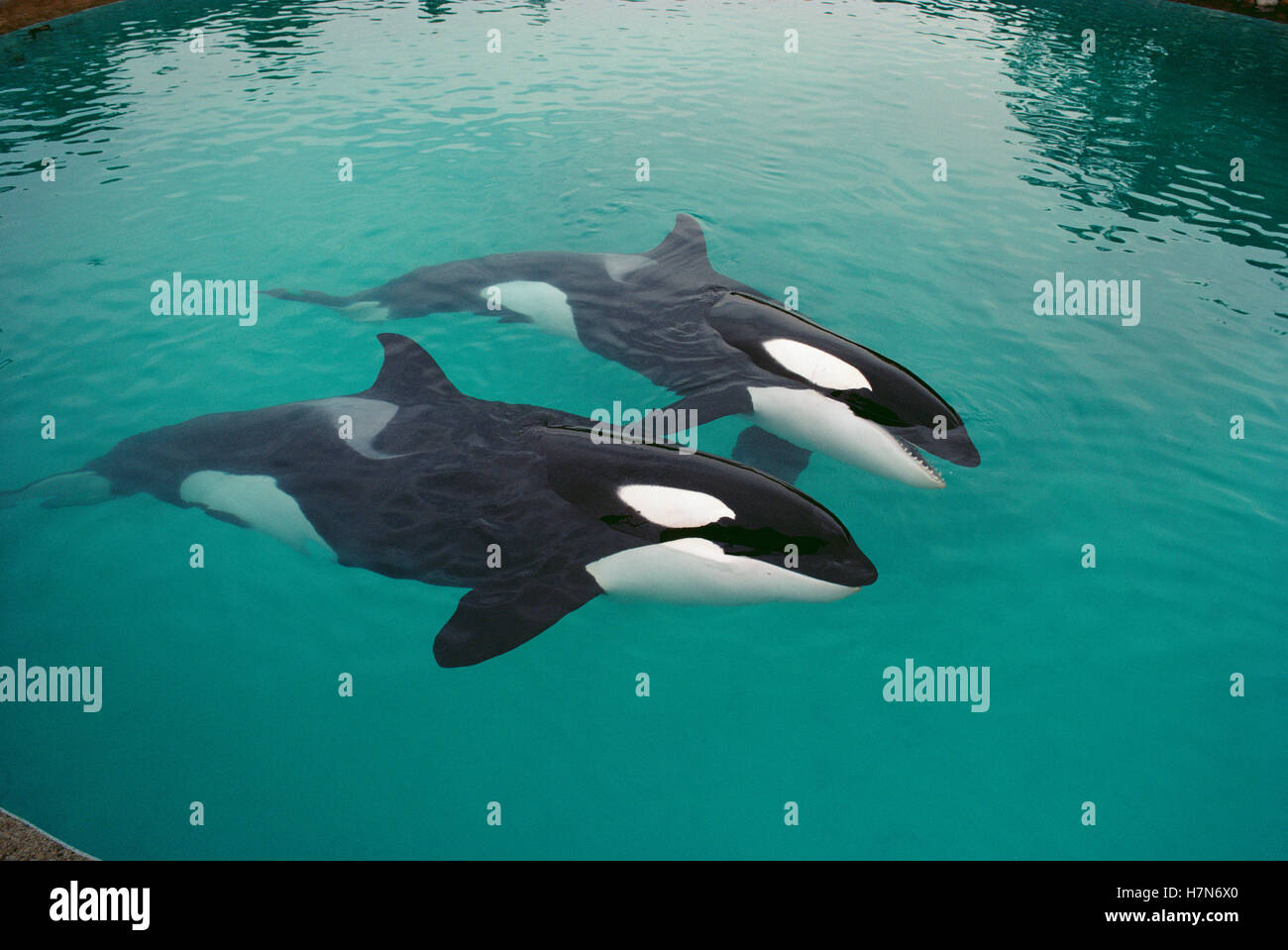 Orca (Orcinus orca) pair swimming Stock Photo - Alamy
