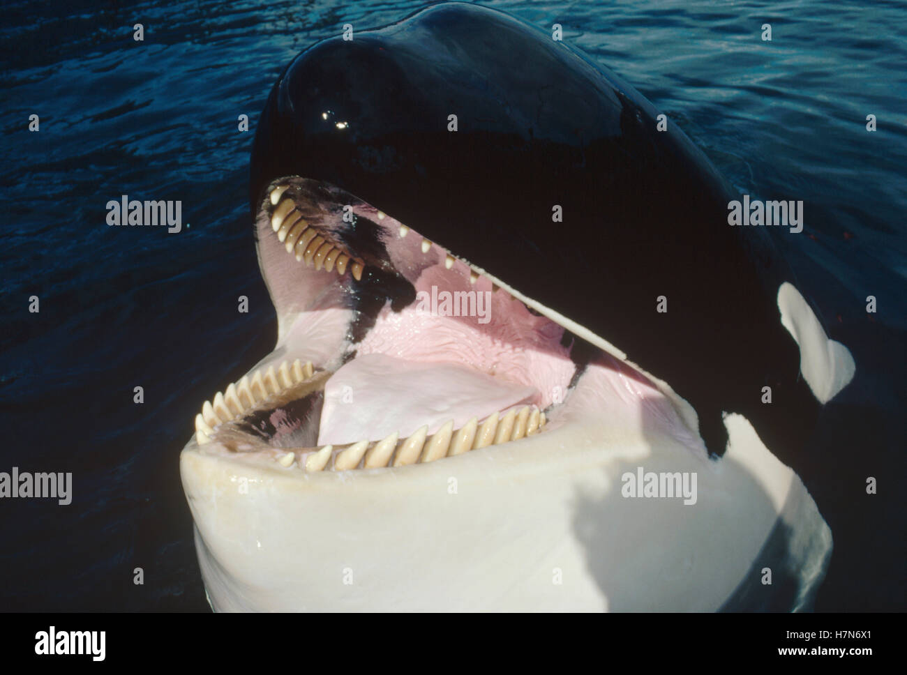 Orca (Orcinus orca) portrait, North America Stock Photo - Alamy