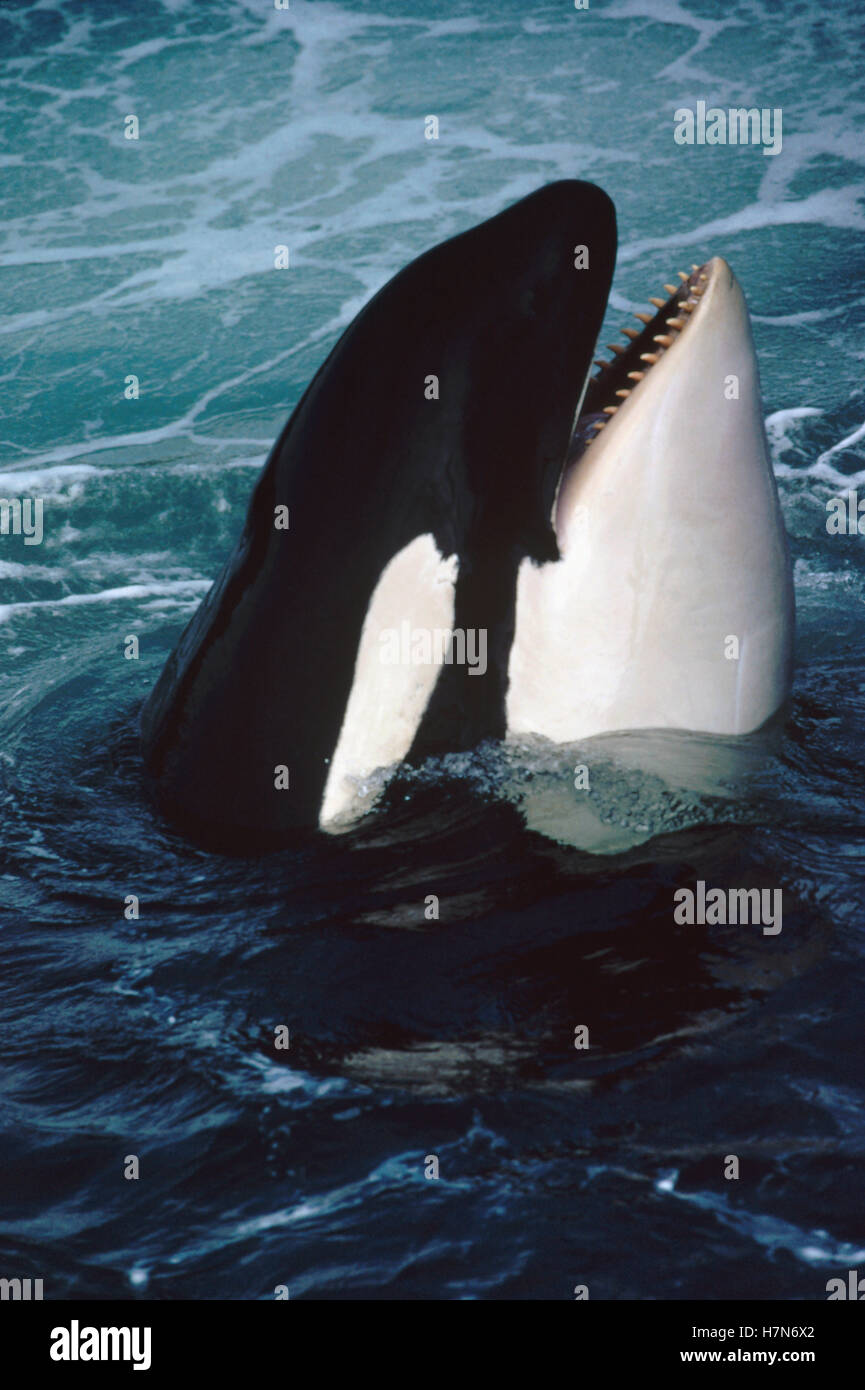 Orca (Orcinus orca) portrait, North America Stock Photo - Alamy
