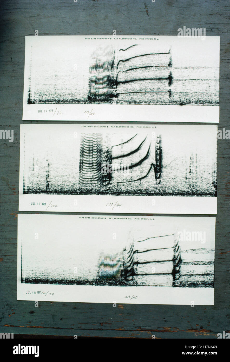 Orca (Orcinus orca) vocalization print outs from John Ford's research ...