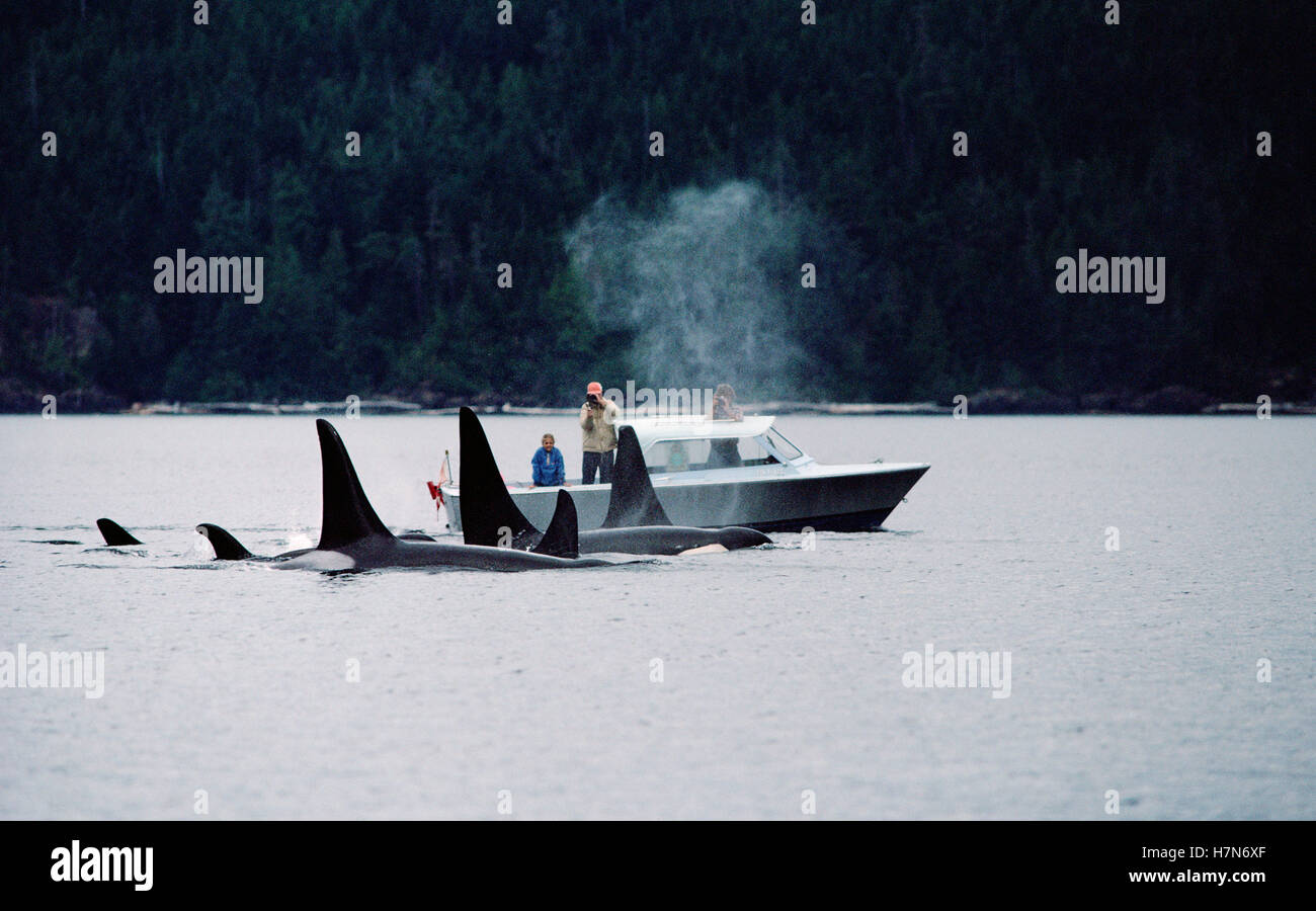 Orca (Orcinus orca) resident pod A-5 observed by researchers Mike Bigg ...