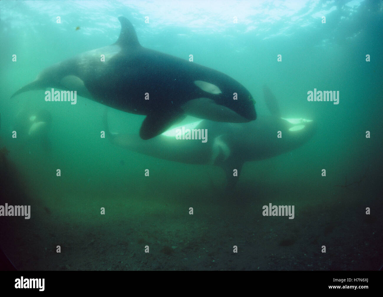 Orca (Orcinus orca) pair from resident pod A-5 at rubbing beach ...