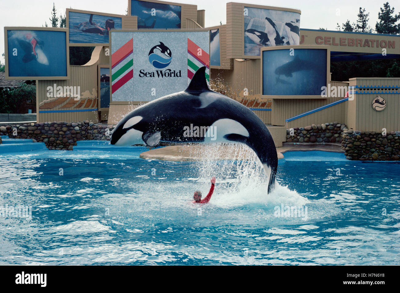 Orca (Orcinus orca) performing for trainer, Sea World, San Diego ...