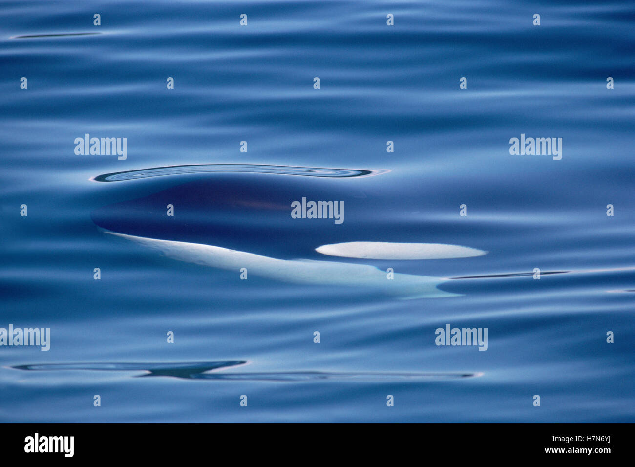 Orca (Orcinus orca) just below water surface, British Columbia, Canada ...