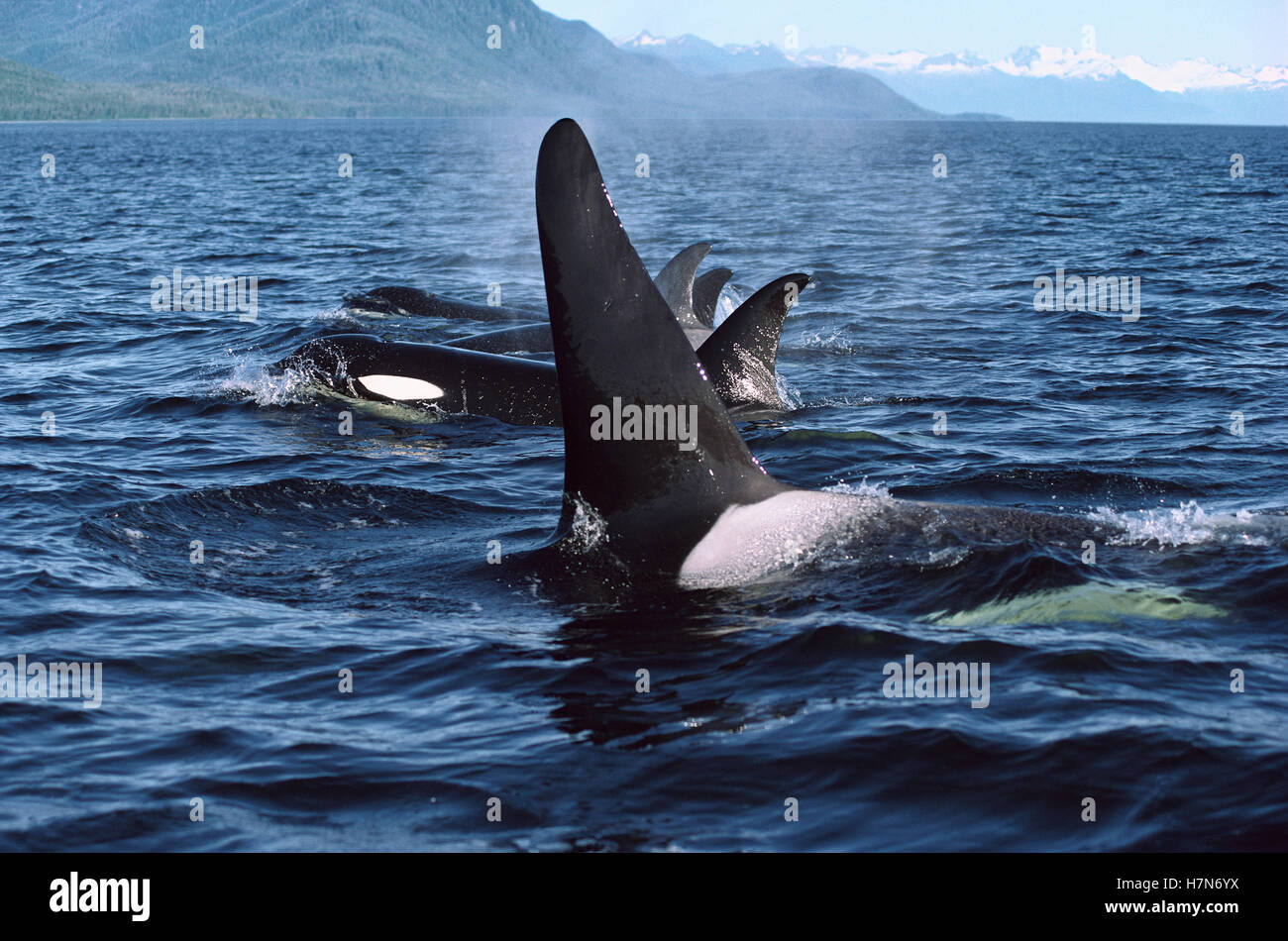 Orca (Orcinus orca) pod surfacing, Johnstone Strait, British Columbia ...