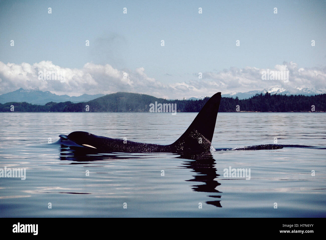 Orca (Orcinus orca) spouting as it surfaces, Johnstone Strait, British ...