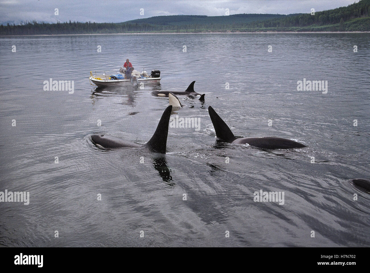 Orca (Orcinus orca) pair filmed for 'Island of the Whales' by Koji ...