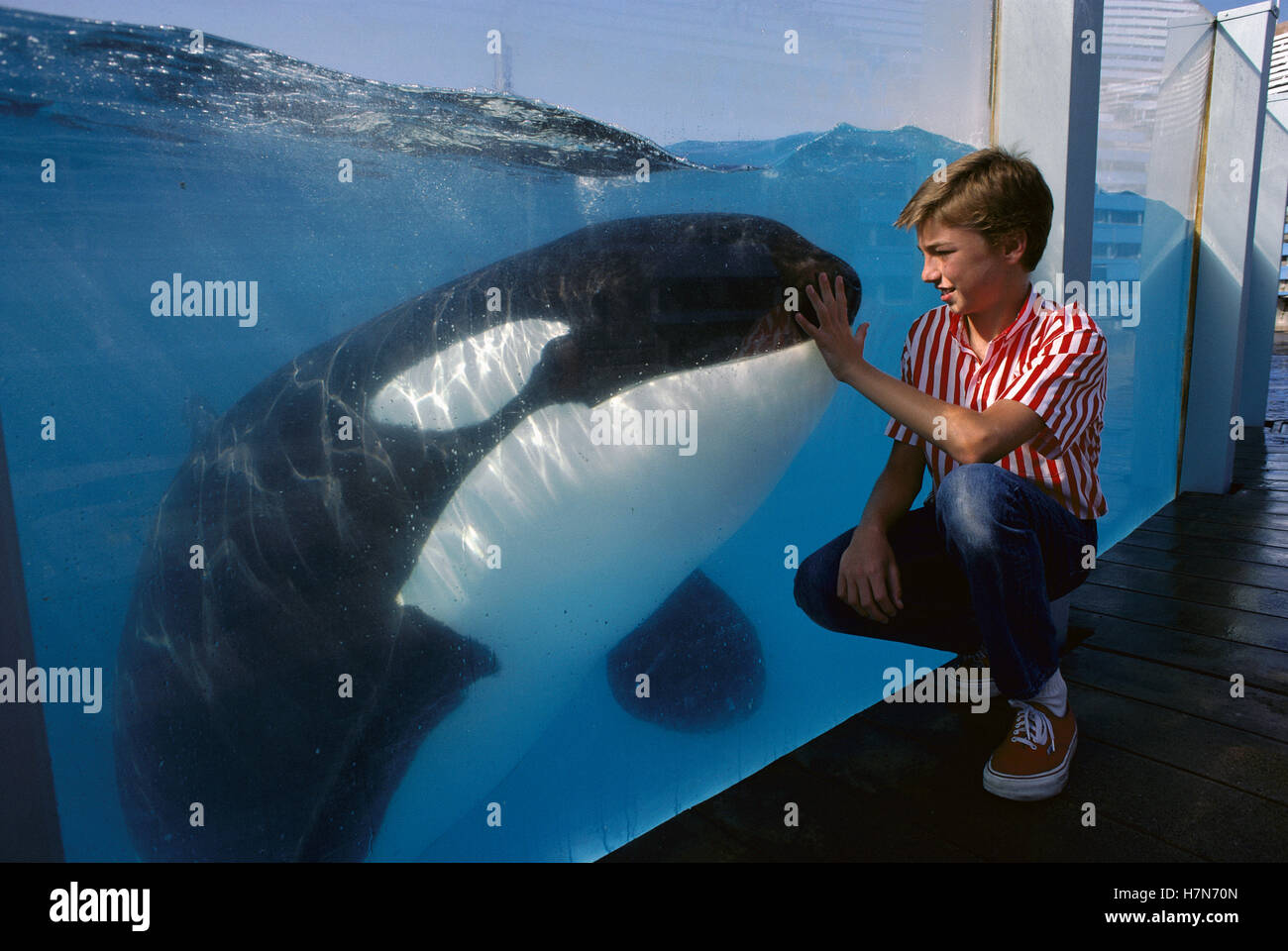 Orca (Orcinus orca) watched by boy, Sea World, San Diego, California ...