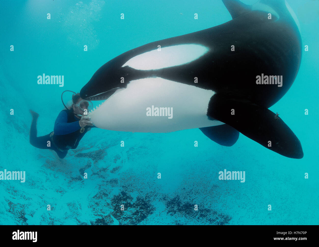 Orca (Orcinus orca) with diver at Sea World, San Diego, California ...