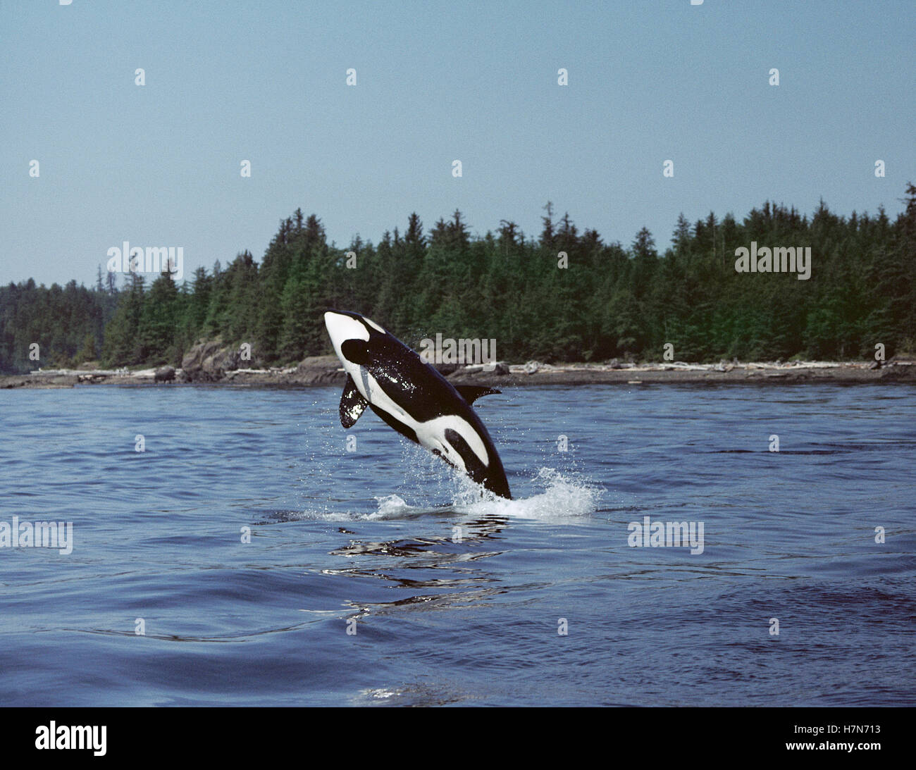 Orca (Orcinus orca) breaching, Vancouver Island, Canada Stock Photo - Alamy