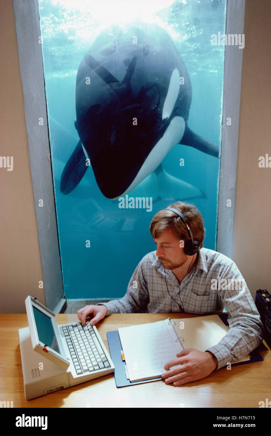 Orca (Orcinus orca) song listened to by John Ford, Vancouver Aquarium ...