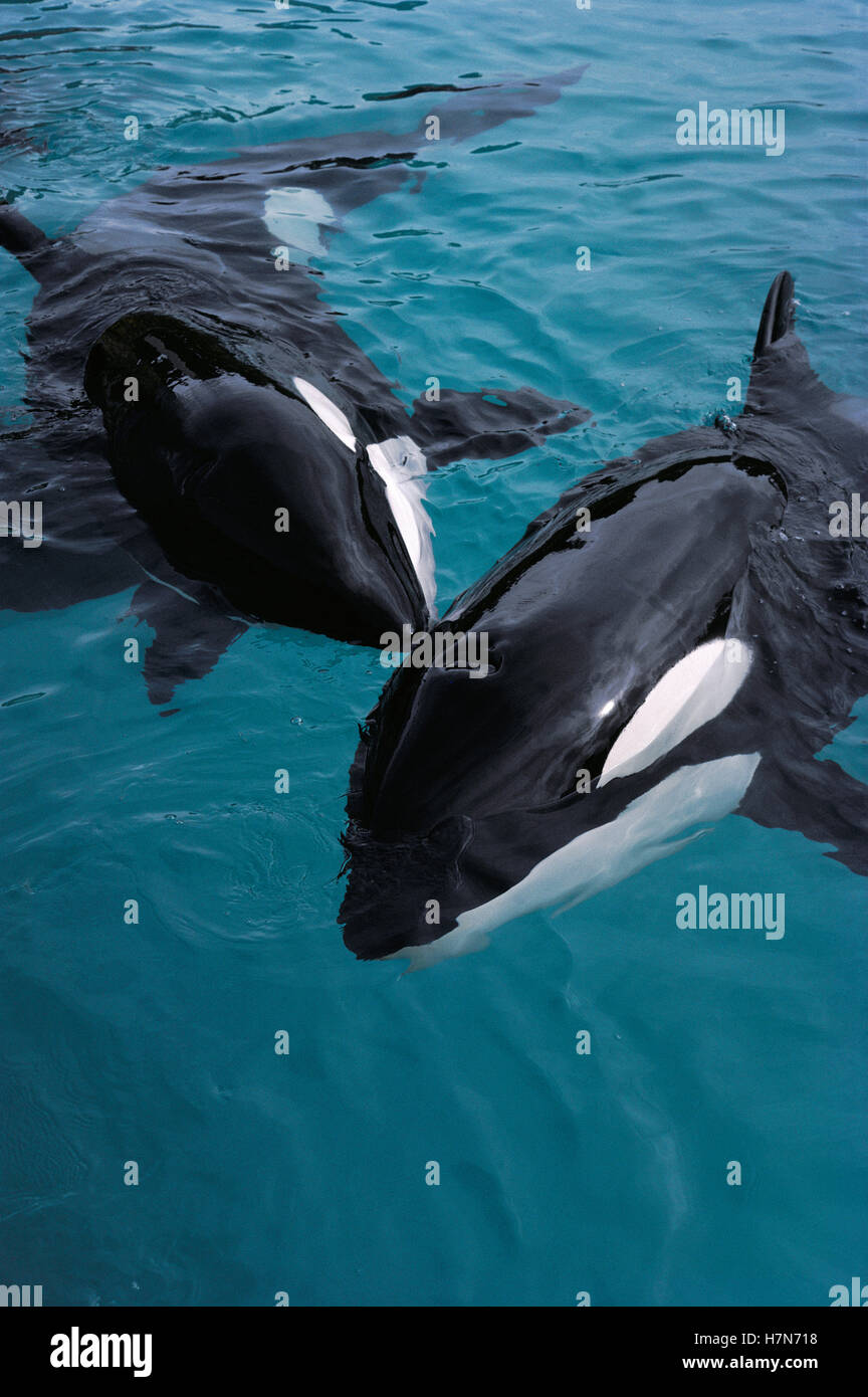 Orca (Orcinus orca) pair in pool, Sea World, San Diego, California ...