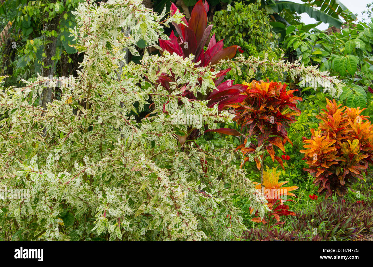 Pohnlangs Micronesia a Chinese Agriculture project called F.S.M. Pilot ...