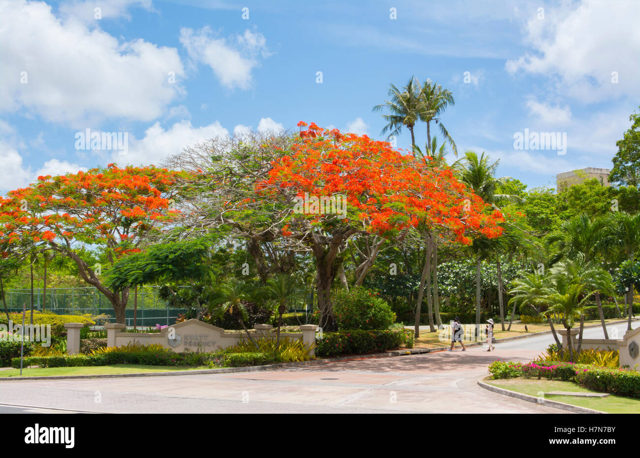 Guam USA Territory Tumon Bay road with red Royal Poinciana tree and ...