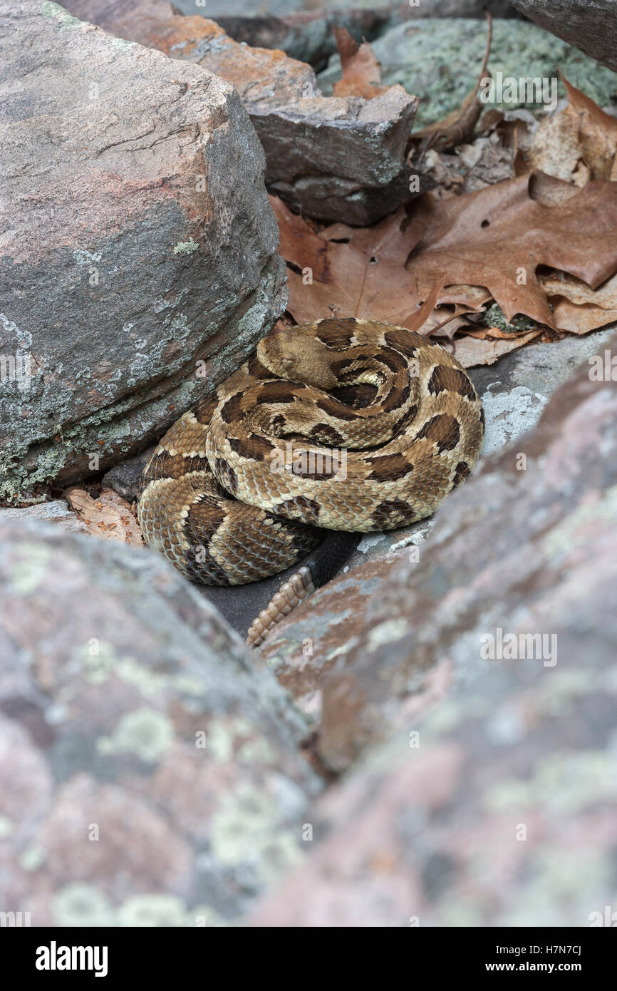 Timber Rattlesnake (Crotalus horridus) This species is threatened or ...