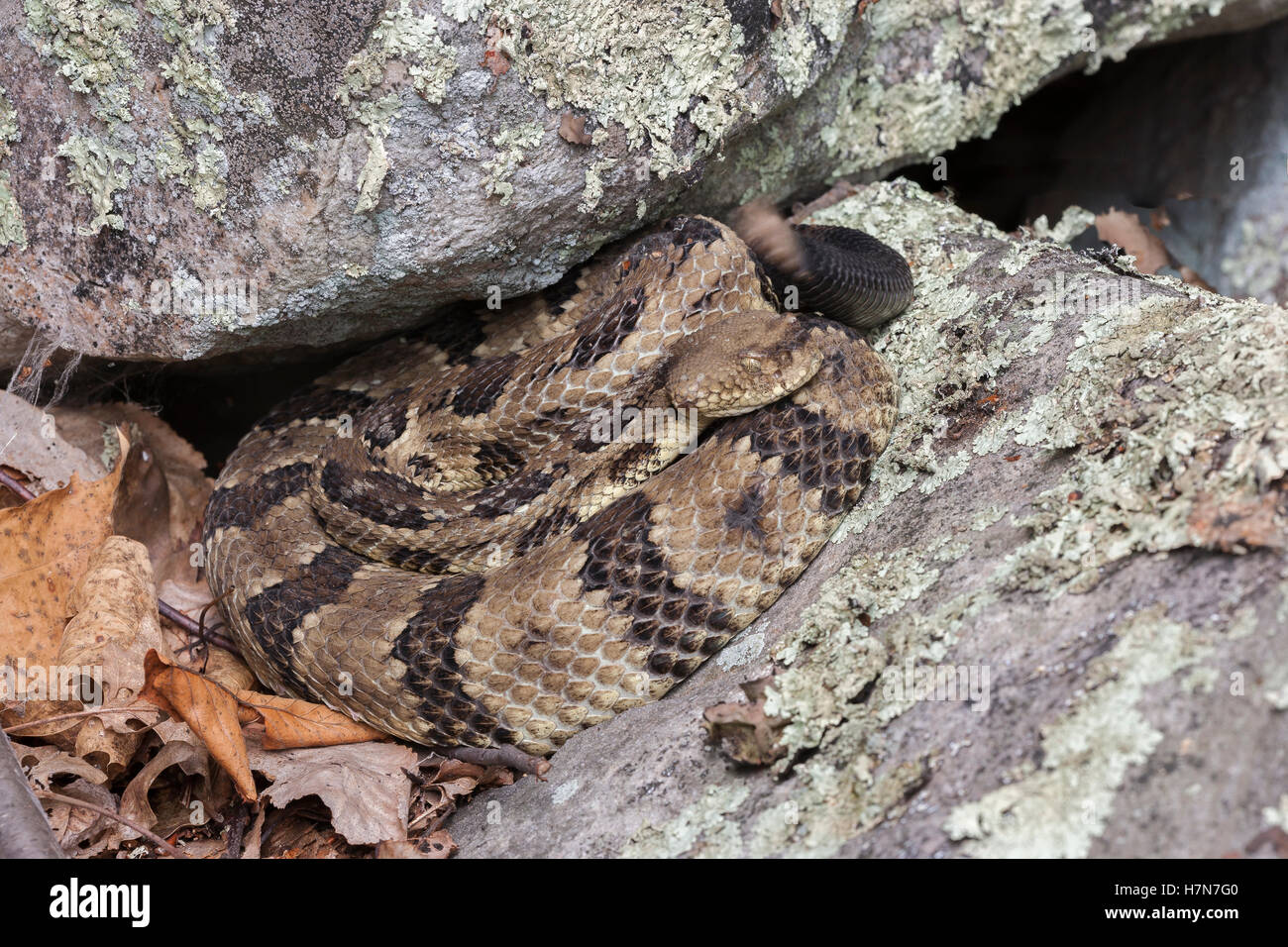 Timber Rattlesnake (Crotalus horridus) Rattling among lichen encrusted ...