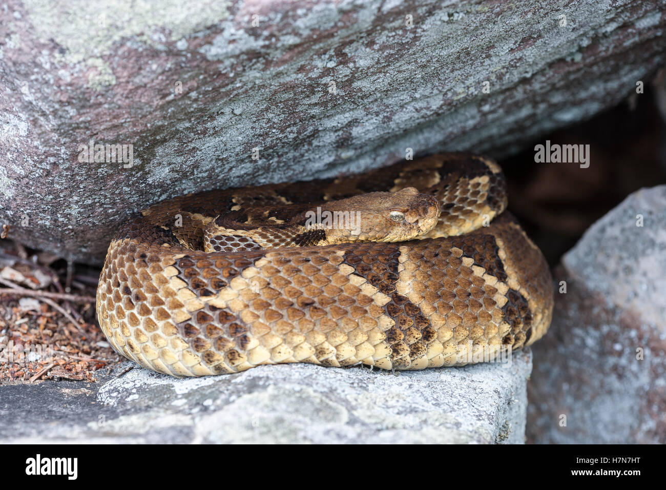 Timber Rattlesnake (Crotalus horridus) This species is threatened or ...