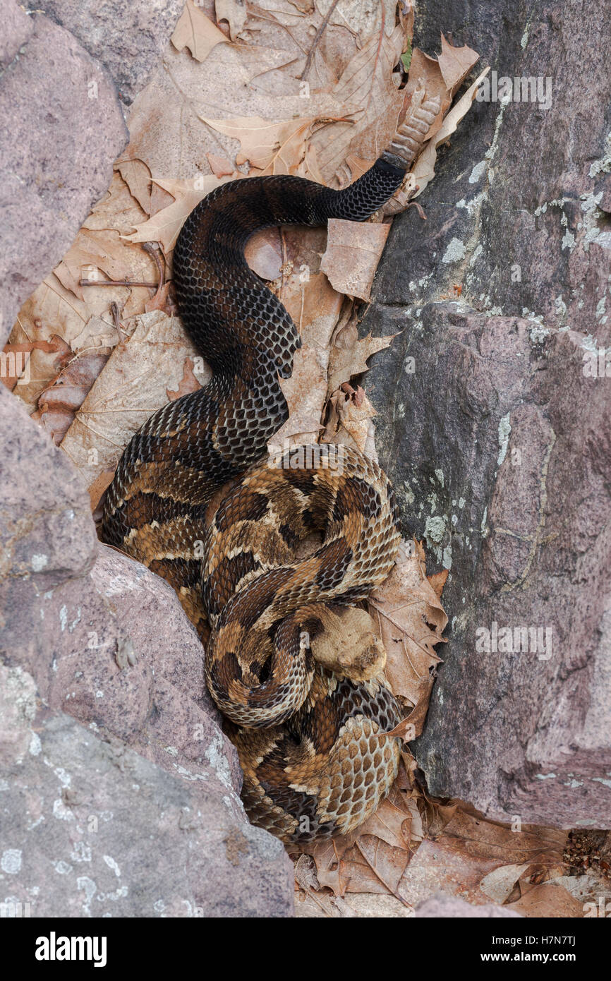 Timber rattlesnake hi-res stock photography and images - Alamy