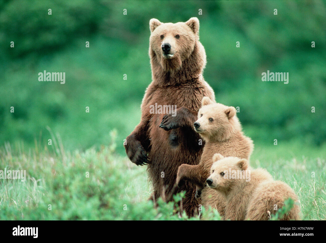 Grizzly Bear (Ursus arctos horribilis) mother standing with two cubs ...