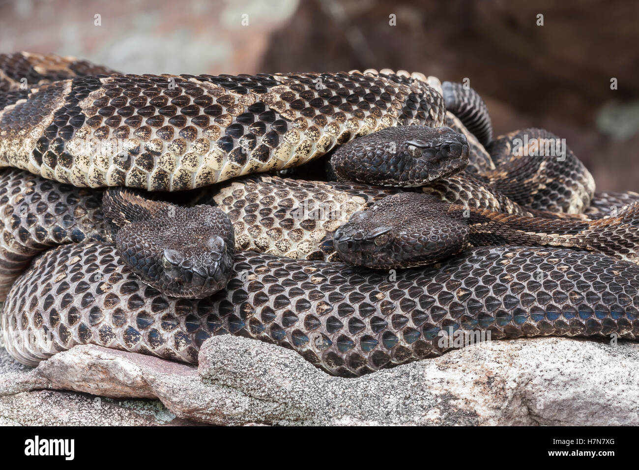 3 gravid dark phase Timber Rattlesnakes basking at rookery area in rock ...