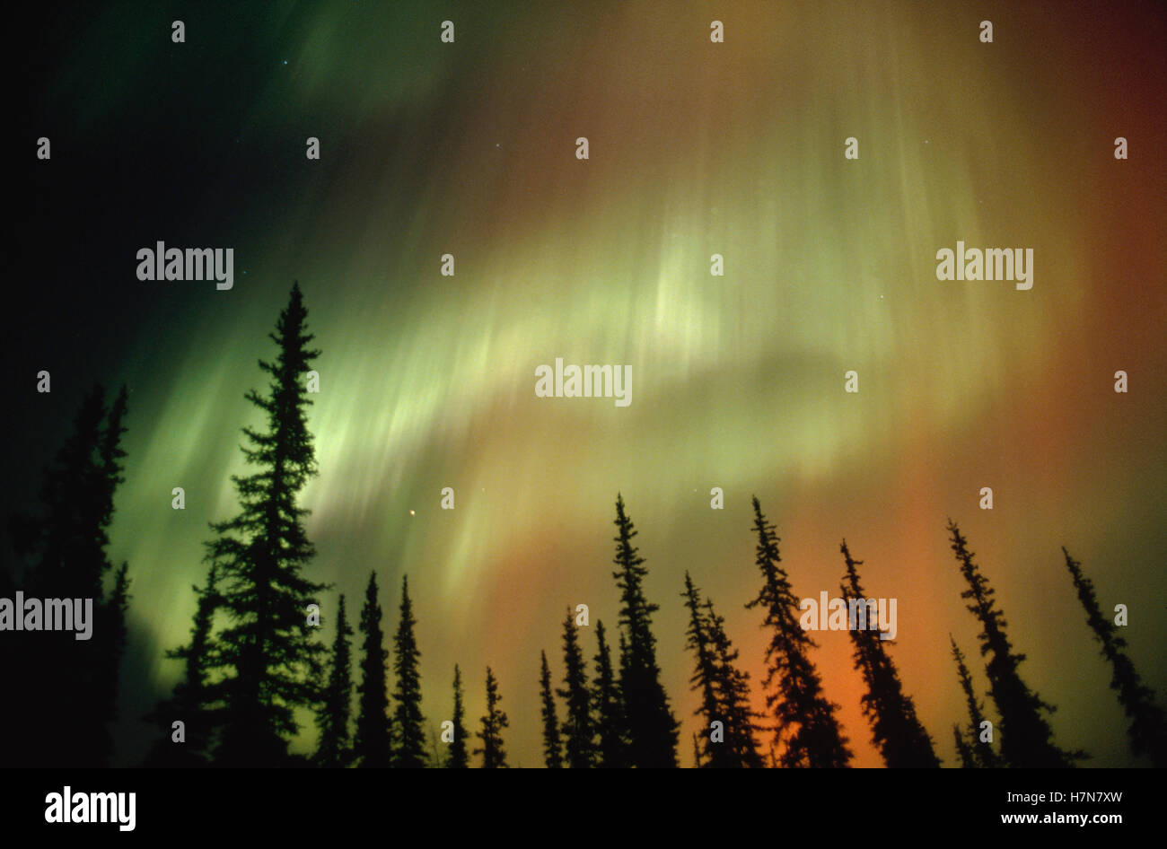 Aurora borealis over forest, Alaska Stock Photo - Alamy