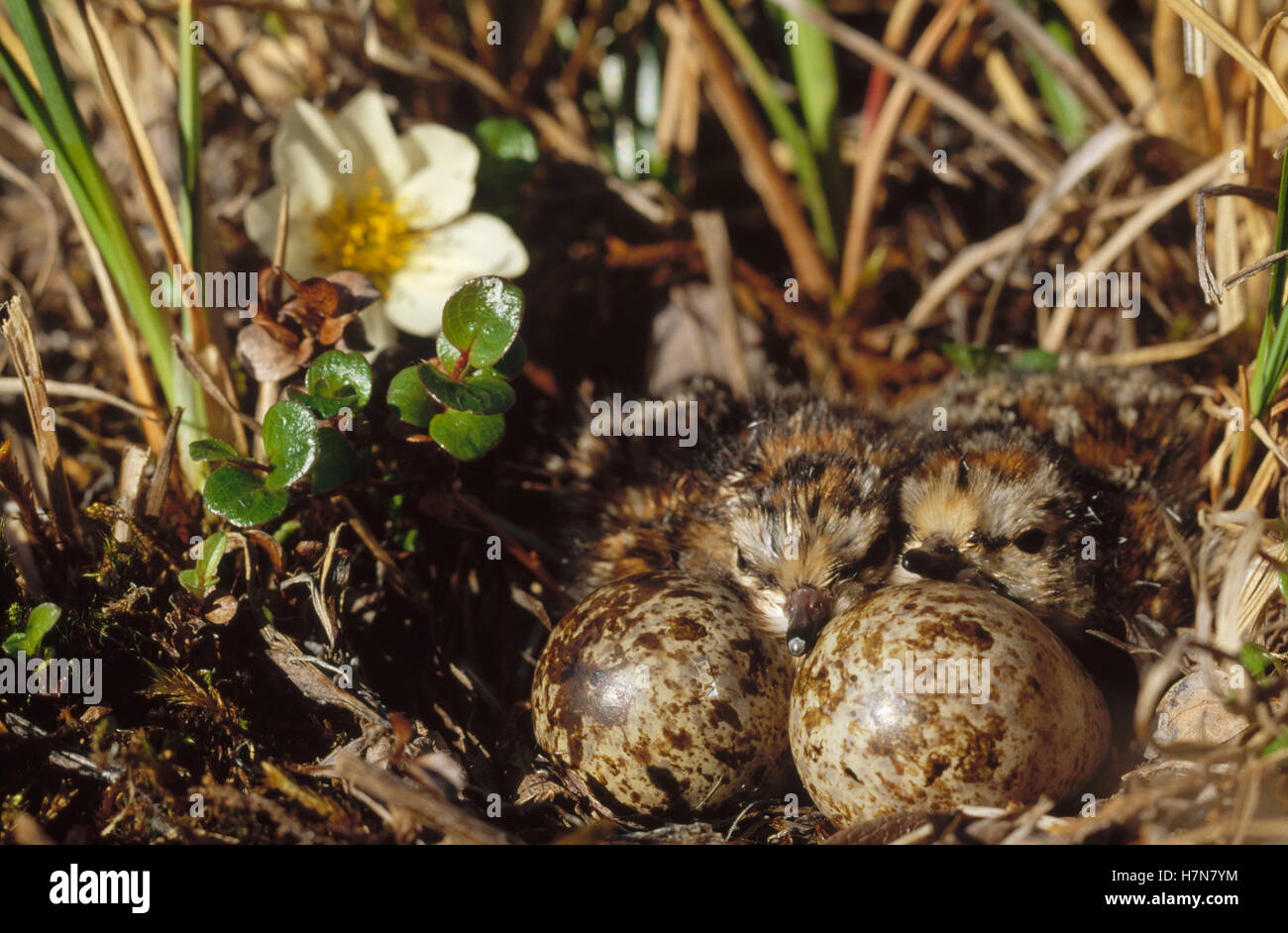 Western Sandpiper (Calidris mauri) chicks with eggs in nest, Alaska ...