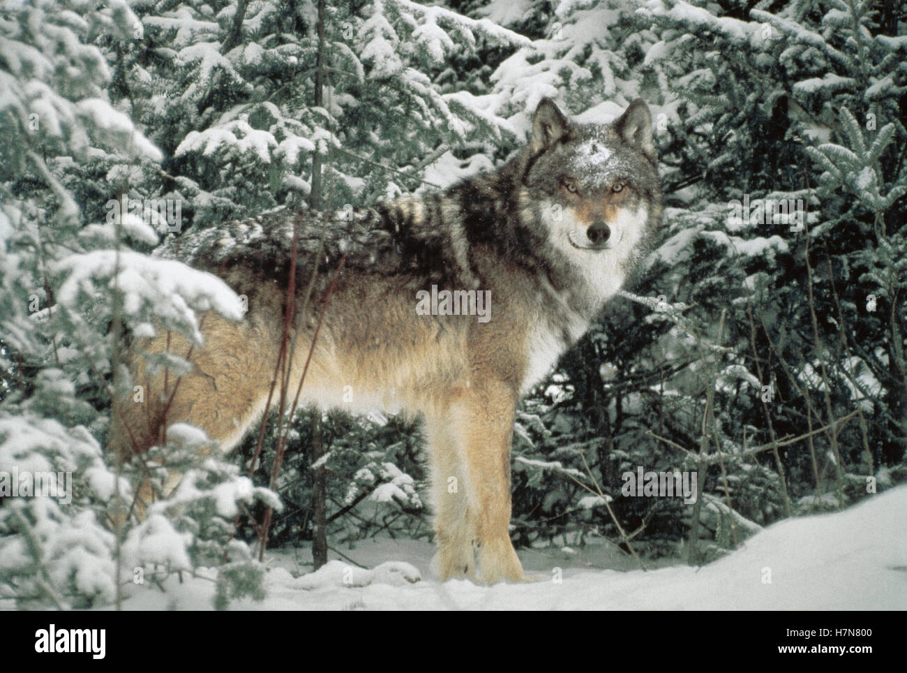 Timber Wolf (Canis lupus) standing among trees, Minnesota Stock Photo ...