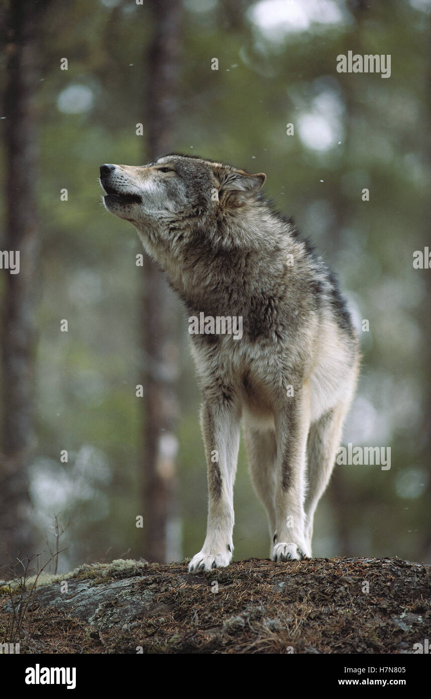 Timber Wolf (Canis lupus) howling in light snowfall, Minnesota Stock ...