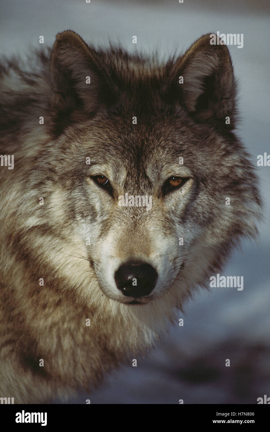 Timber Wolf (Canis lupus) portrait, Nova Scotia, Canada Stock Photo - Alamy