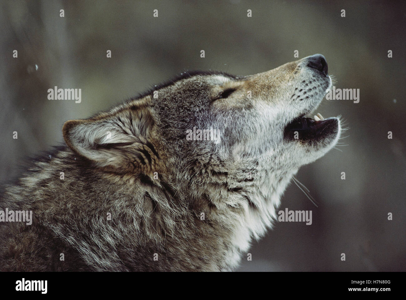 Timber Wolf (Canis lupus) howling, Minnesota Stock Photo - Alamy