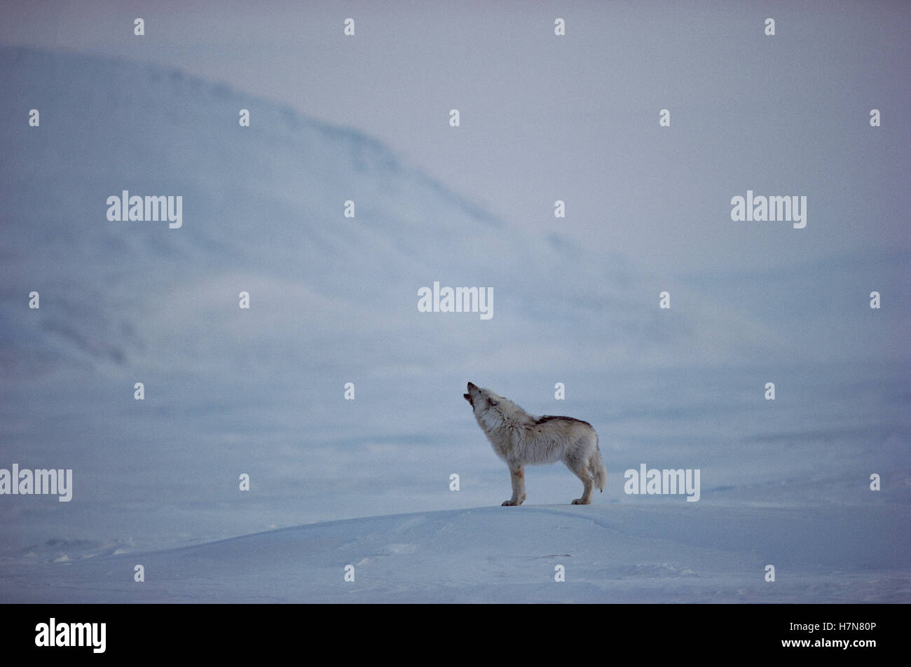 Arctic Wolf (Canis lupus) howling, Ellesmere Island, Nunavut, Canada ...