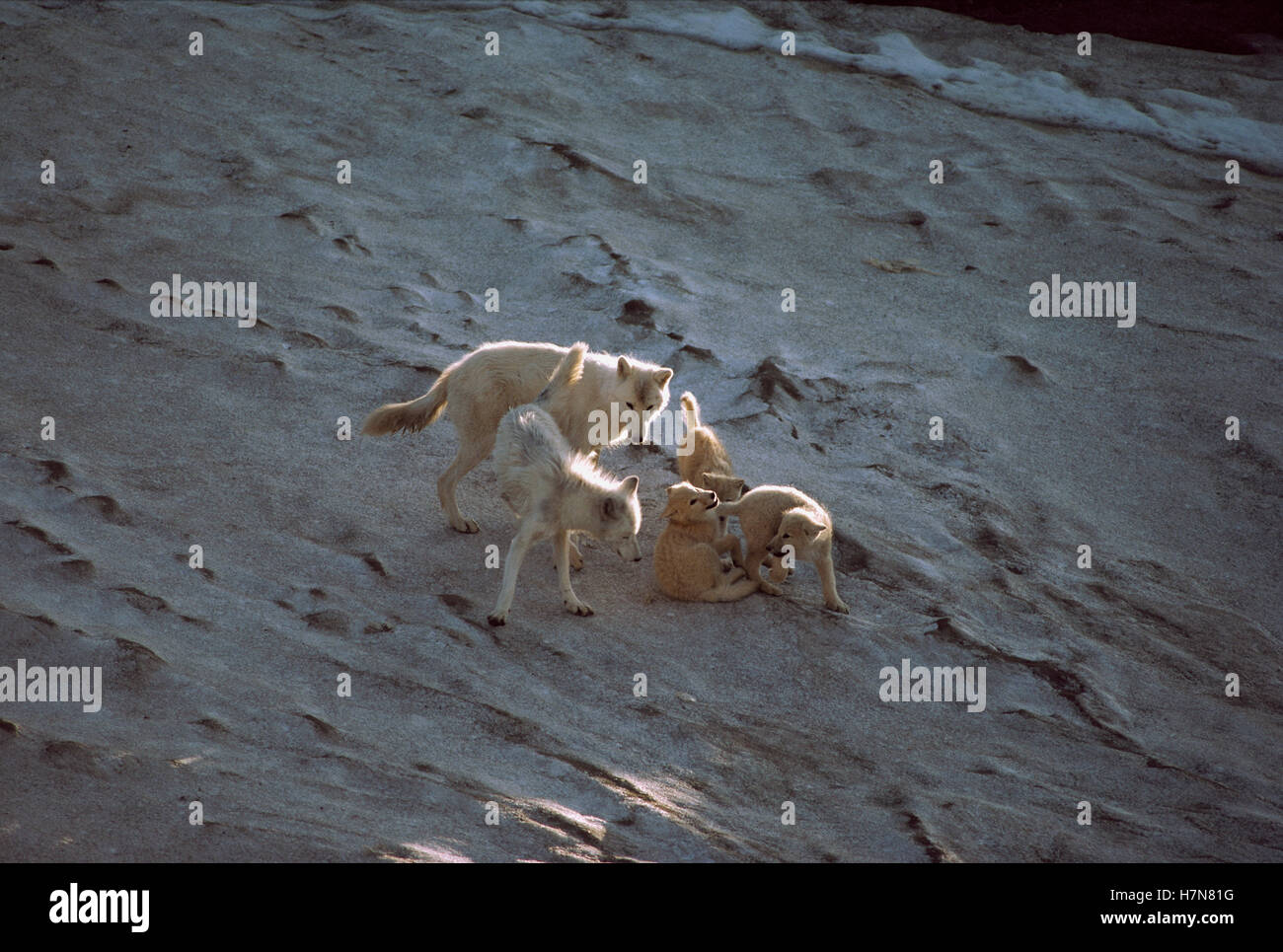 Arctic Wolf (Canis lupus) and pups playing on tundra, Ellesmere Island ...