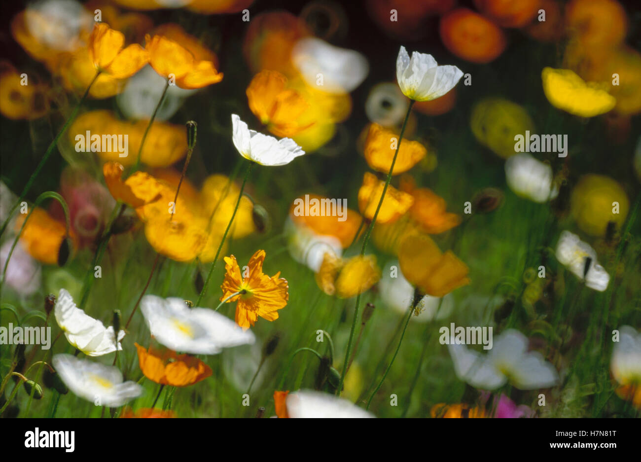 Icelandic Poppy (Papaver nudicaule) field, Alaska Stock Photo - Alamy