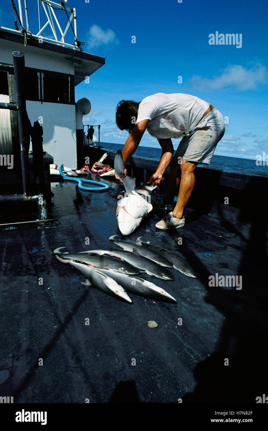 Shark fishing, several dead sharks aboard boat, fisherman cutting fin ...