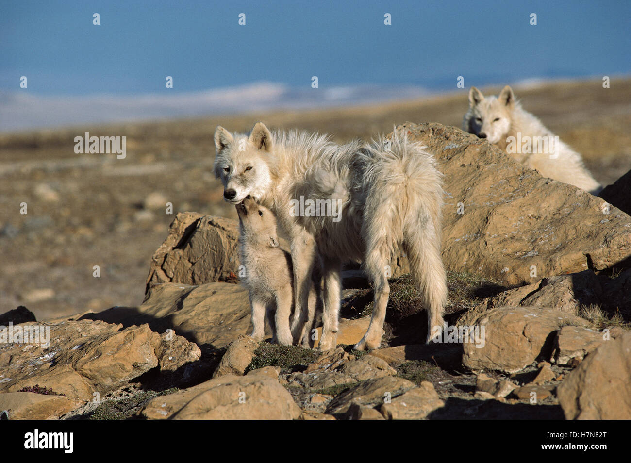 Arctic Wolf (Canis lupus) with begging pup, Ellesmere Island, Nunavut ...
