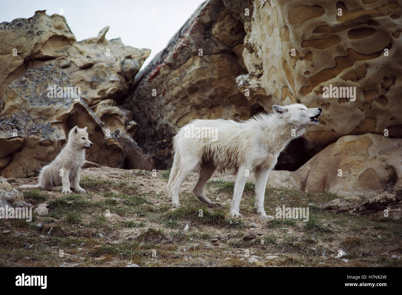 Arctic Wolf (Canis lupus) adult howling, with pup nearby, Ellesmere ...