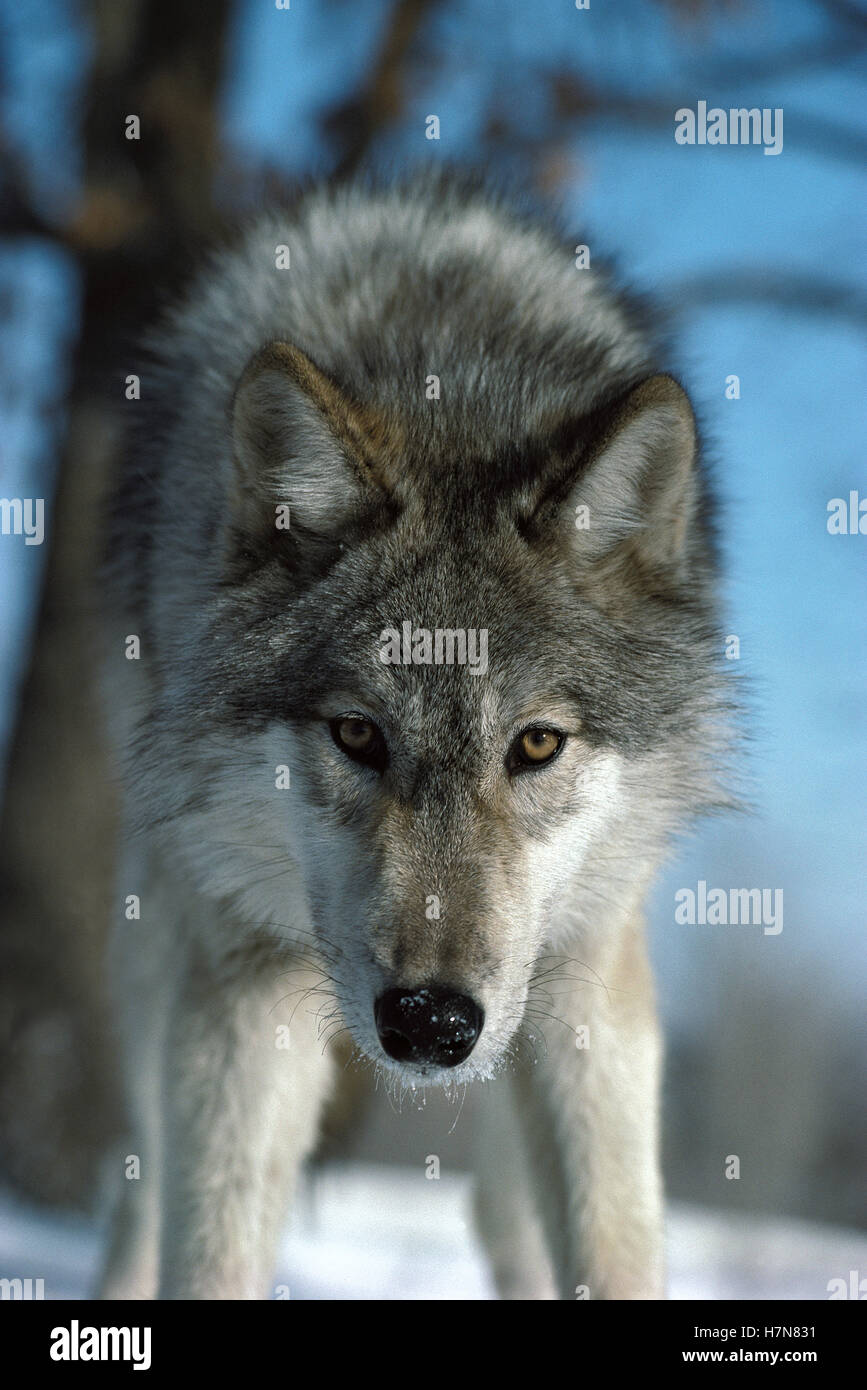 Timber Wolf (Canis lupus) portrait in snow, Minnesota Stock Photo - Alamy