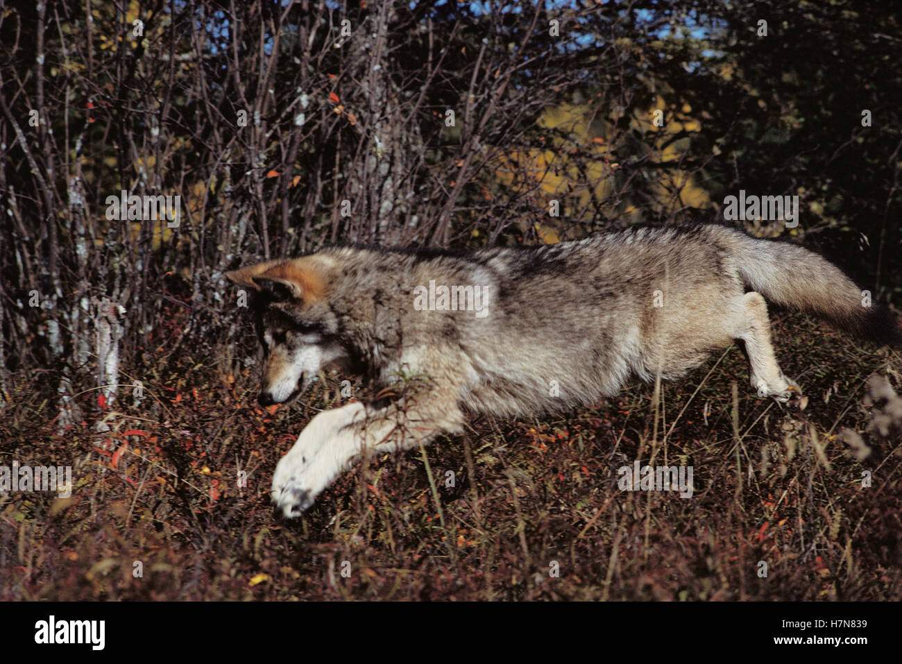 Timber Wolf (Canis lupus) pouncing, Northwoods, Minnesota Stock Photo ...