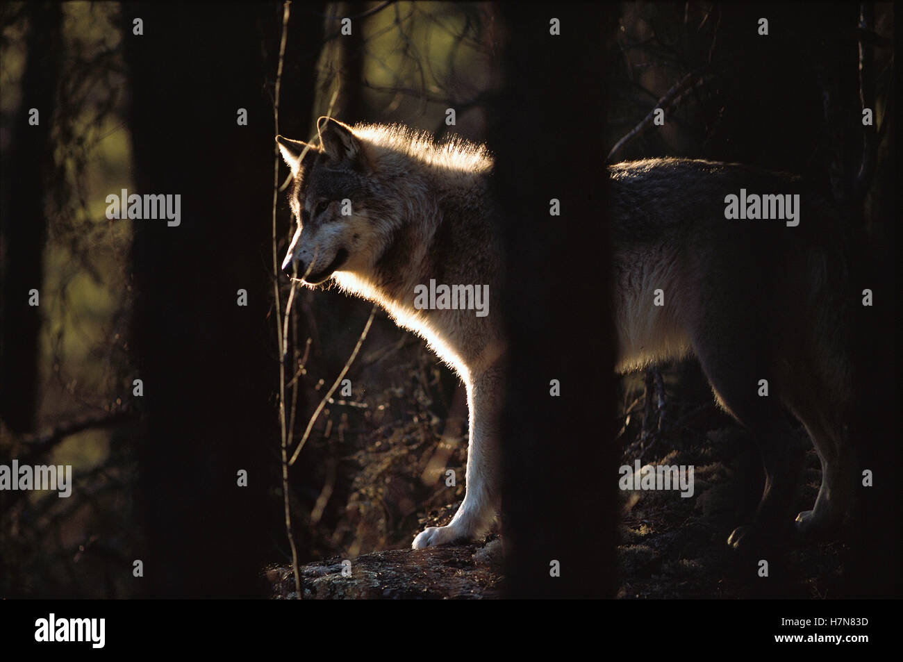 Timber Wolf (Canis lupus) backlit in forest, Minnesota Stock Photo - Alamy