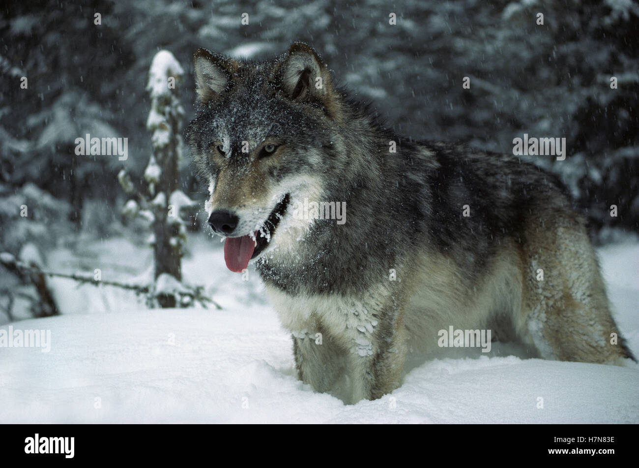 Timber Wolf (Canis lupus) in snow, Minnesota Stock Photo - Alamy