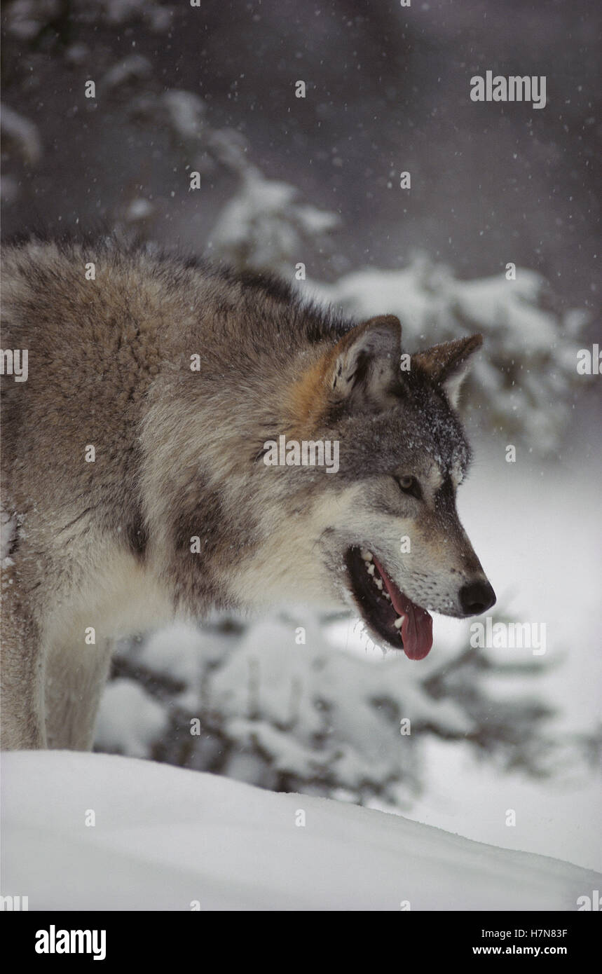 Timber Wolf (Canis lupus) in snow, Minnesota Stock Photo - Alamy