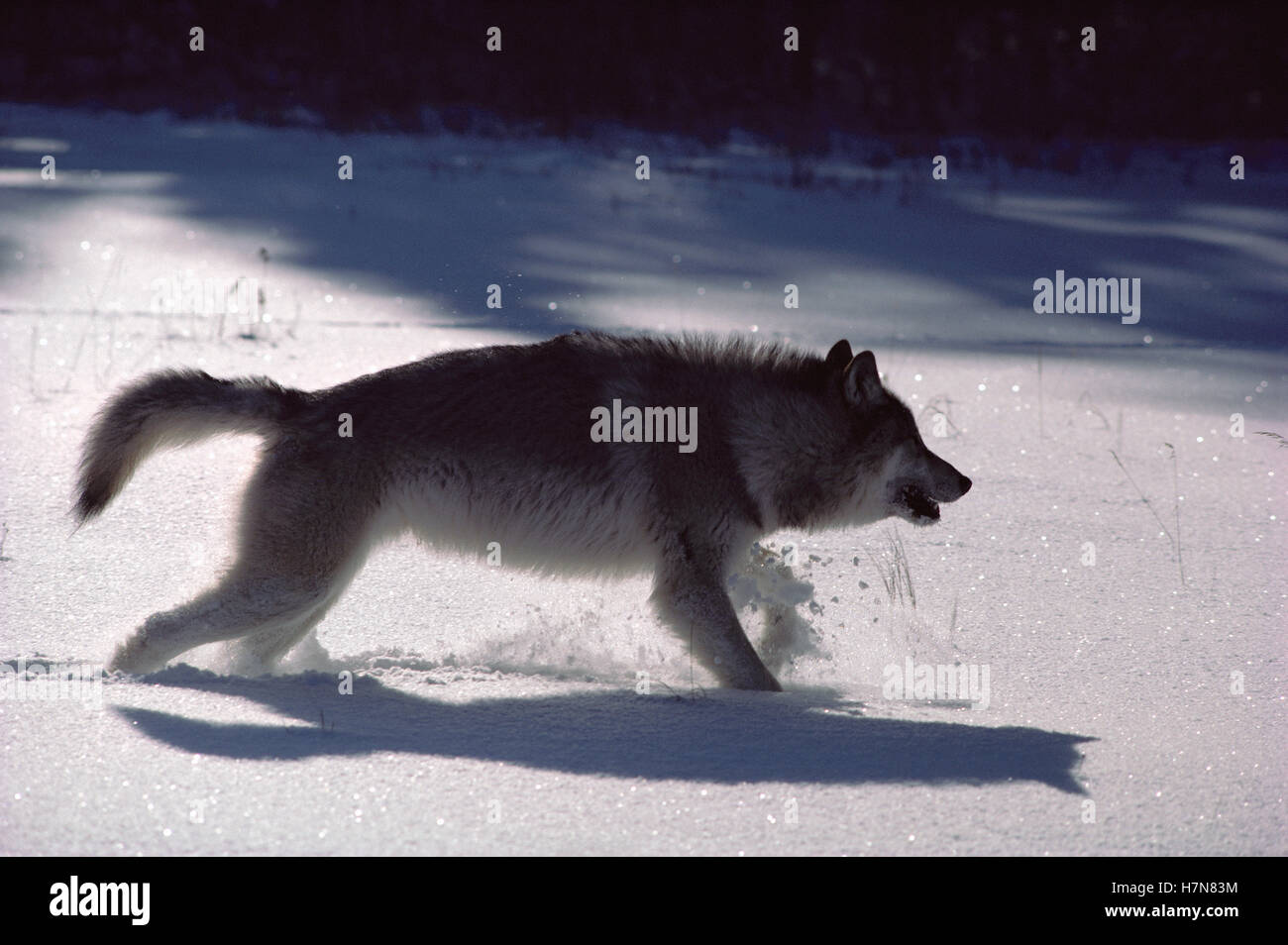 Timber Wolf (Canis lupus) running in snow, Minnesota Stock Photo - Alamy